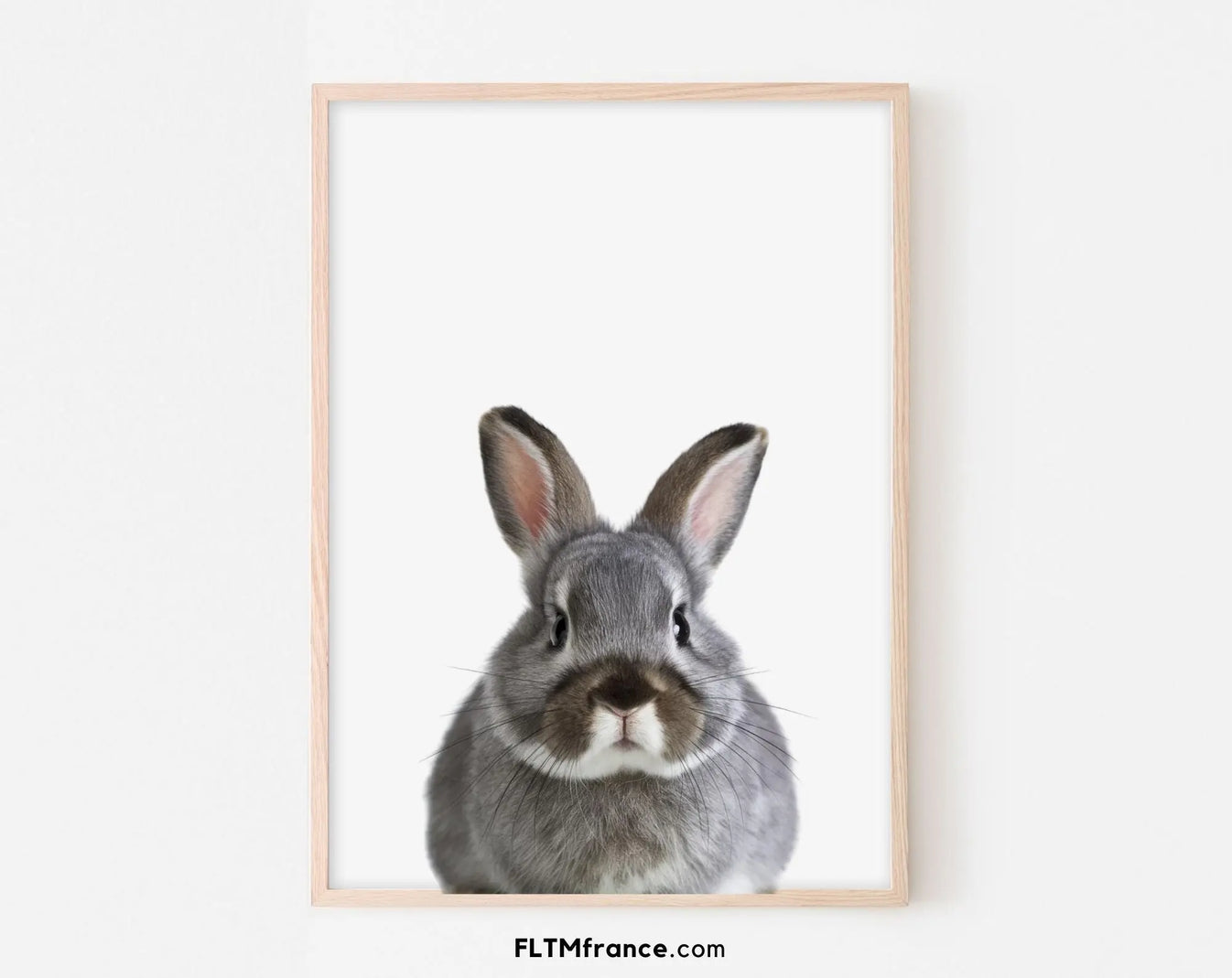 Affiche bébé lapin - Lapereau - FLTM