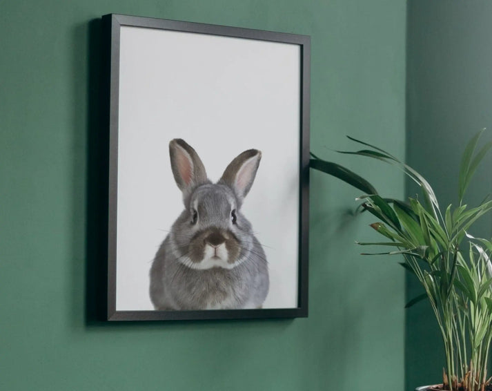 Affiche bébé lapin - Lapereau - FLTM